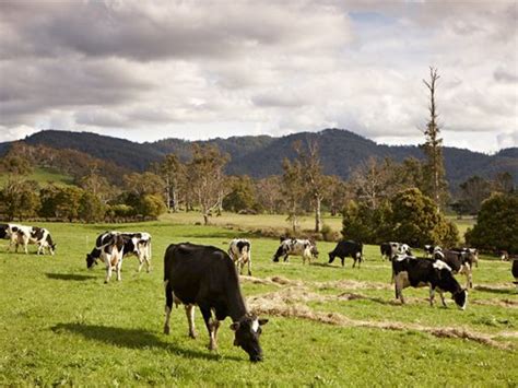 A Road Trip Guide To Tasmanias East Coast