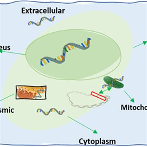 Overall Computing Pipeline For The Proposed Mrna Subcellular