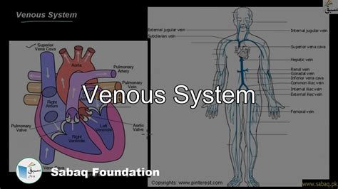 Diagram Of Venous System