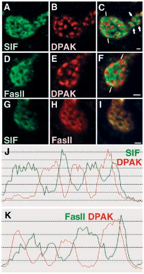 Figure 1 From Synaptic Development Is Controlled In The Periactive Zones Of Drosophila Synapses