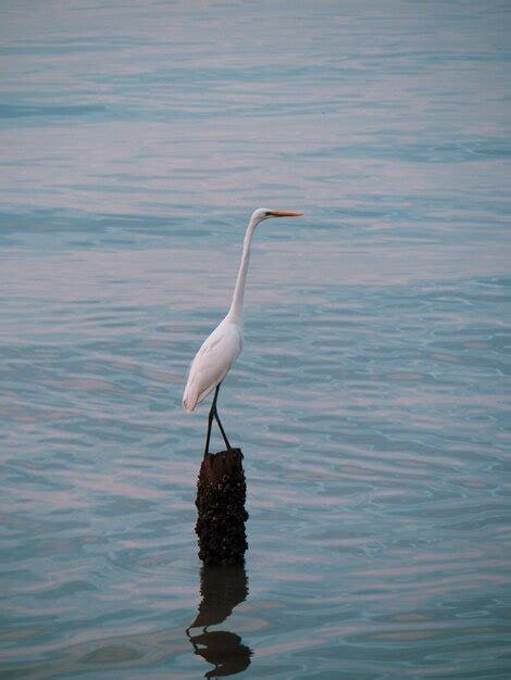 Las Aves Y El Mar Foto Premium