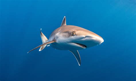 Are Are Sharks Mammals Deep Understanding The Biology And