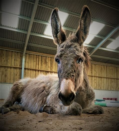 Rock With Barney Donkey