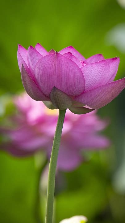 Lotus Flower Plant Pink Free Photo On Pixabay Pixabay