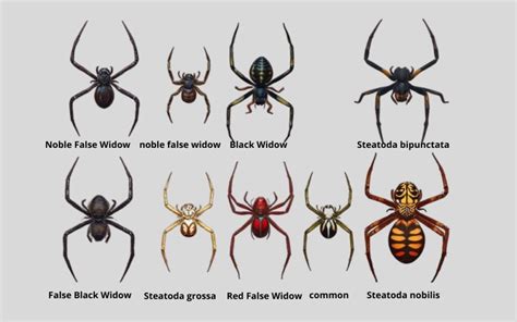 False Widow Spiders Identification Bites Treatment And Facts