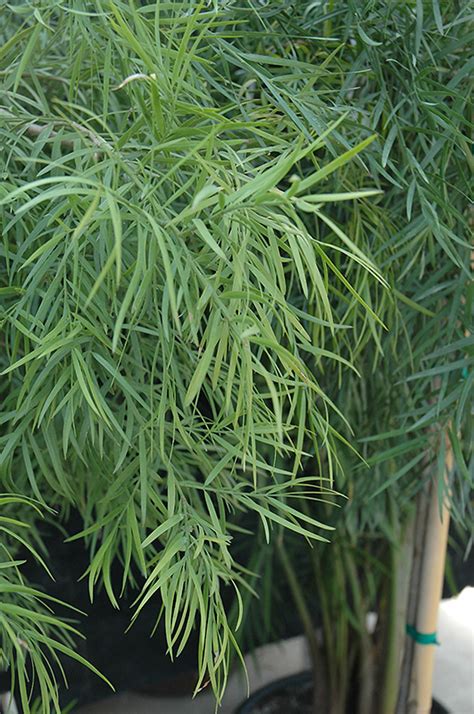 African Fern Pine Afrocarpus Gracilior In Orange County Ca