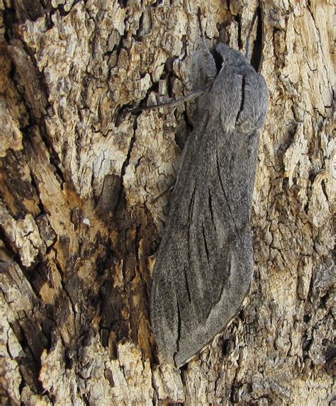 Sphinx Chersis Sphingidae Of The United States Of America