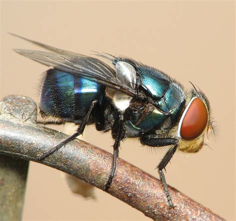 Callophorid Fly Or Bottle Flies Plant And Pest Diagnostics