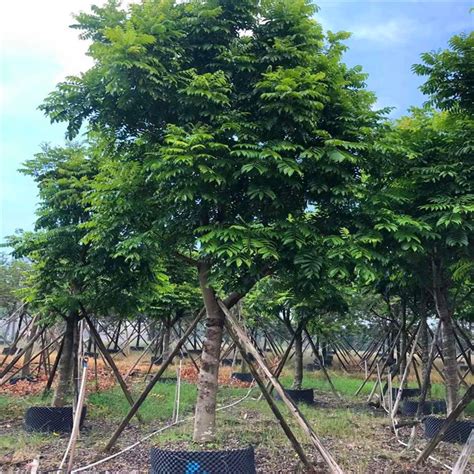 仁面树苗桂花树树苗大山谷图库