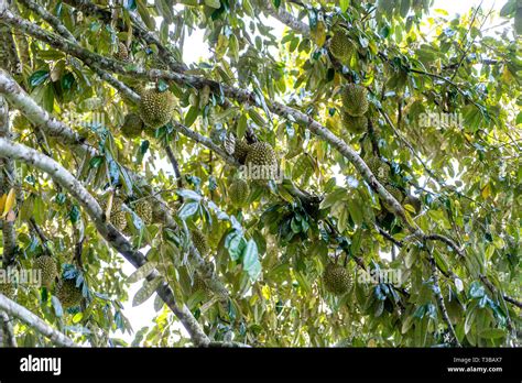 Durian Tree Fresh Durian Fruit On Tree Durians Are The King Of Fruits