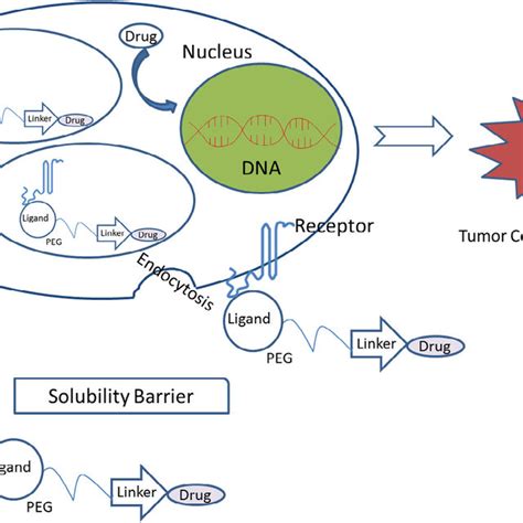 A Schematic Illustration Of Receptor Mediated Internalization And