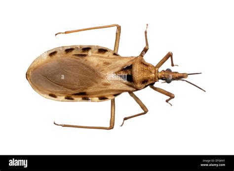 Triatomine Cut Out Stock Images And Pictures Alamy