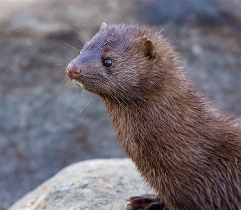American Mink Lincoln California Sierra Club
