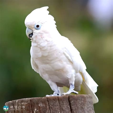 戈芬氏凤头鹦鹉 戈氏凤头鹦鹉小白巴丹cacatua Goffiniana Tanimbar Cockatoo 萌宠四季
