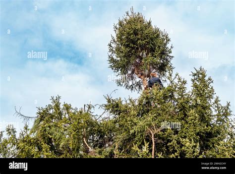Tree Surgeon Cutting The Top Of A Pine Tree Using A Chainsaw With A Safety Harness And Ropes
