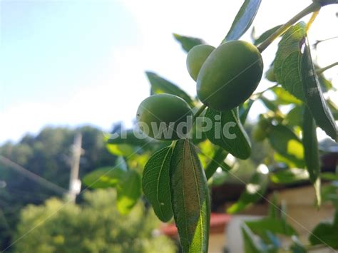 식물 열매 과일 Frute Plant 사진이미지일러스트캘리그라피 혜뷰작가