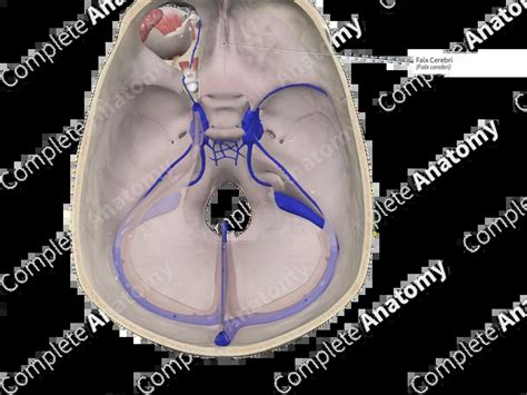 Falx Cerebri Complete Anatomy