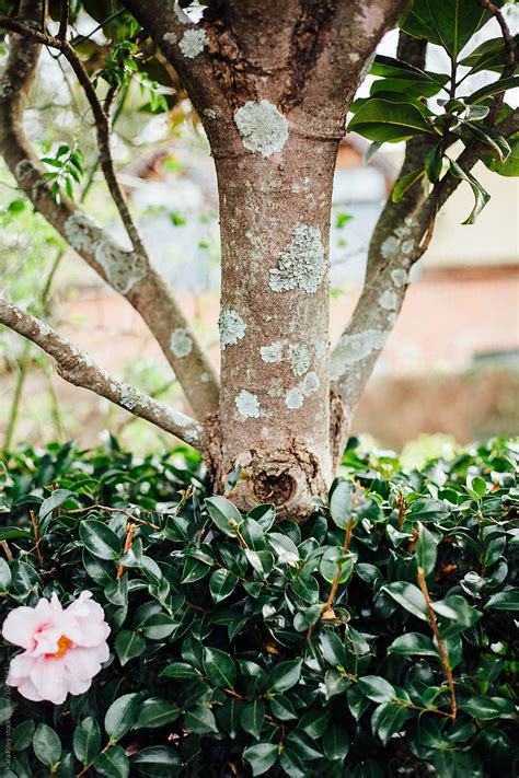 Camellia Tree