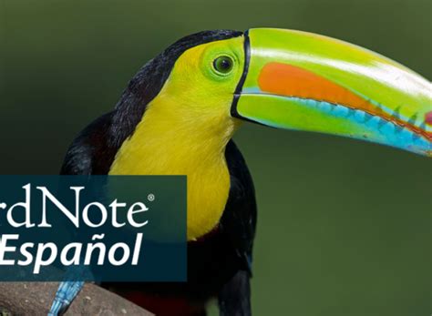 El Tucán Pico Canoa La Banana Voladora Birdnote