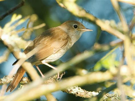 38 Guam Birds You Need To See The Worlds Rarest Birds