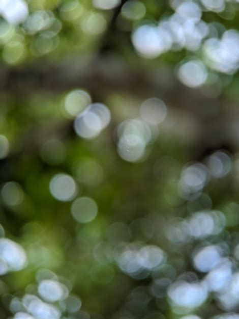 Bokeh Tree Images Free Download On Freepik