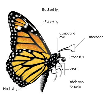 What Is A Butterfly Baker Butterflies