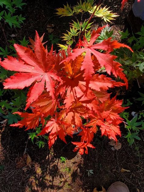 Ariadne Japanese Maple For Sale At Maples N More Nursery