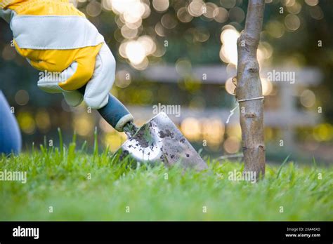 Close Up Of A Man S Hand Planting A Tree Stock Photo Alamy