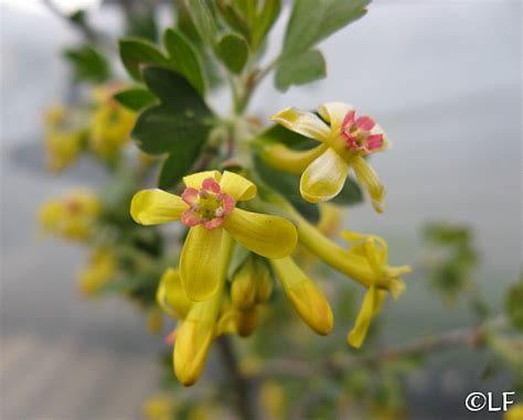 Ribes Odoratum Crandall California Flora Nursery