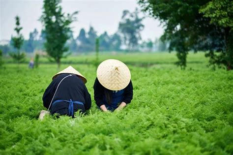 聚焦地方中医药产业①丨集聚发展延链强链 培育中药材大品种 四川省中医药发展服务中心