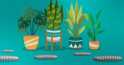 Tres Plantas Que Debes Poner En La Entrada De Tu Casa Para Ahuyentar Al Gusano Barrenador Infobae