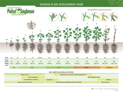 Soybean Optimize Soybean Growth Get Started Now — Cross Creek Ag