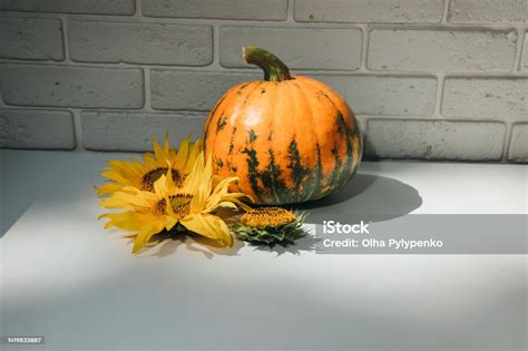 호박과 노란 해바라기 꽃이 하얀 벽돌 벽 배경에 흰색 테이블에 있습니다 가을 구성 0명에 대한 스톡 사진 및 기타 이미지 0명 10월 가을 Istock