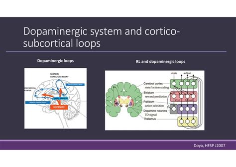 Prefrontal Cortex And Decision Making The Modular And Circuit Based Approach Ppt