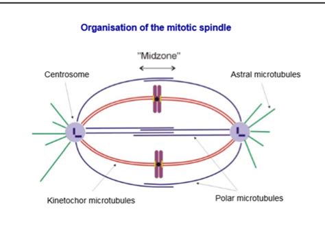 Lecture 15 Cell Migration Flashcards Quizlet