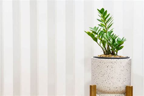 Best Fertilizer For Eternity Plant Zz Plant And How To Use It