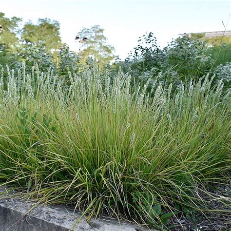 Autumn Moor Grass Lurie Garden Millet Plant Ornamental Grasses