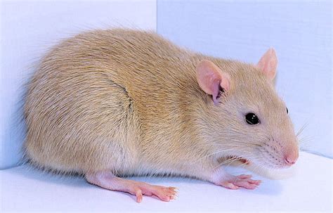 16 Types Of Pet Rats Breeds Colors And Patterns 2025
