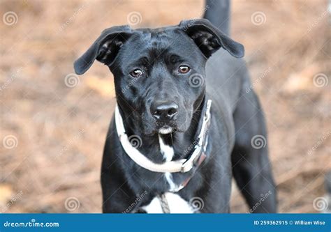 Black Lab Chow Pitbull Mix At Jasper Saranealis Blog