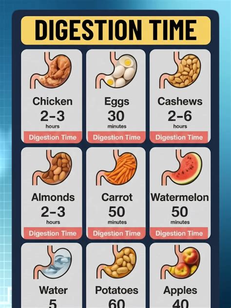 How Long Does It Take To Digest Different Foods 🍎🍗🥕 Digestion Ti