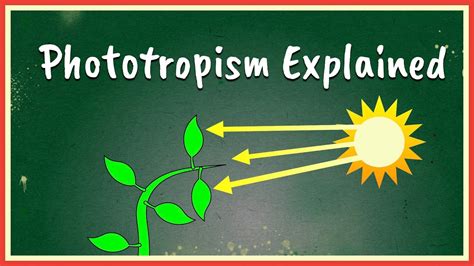 Phototropism In Plants Experiment
