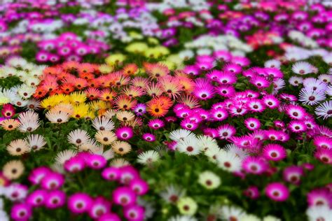 とっとり花回廊 By さるすけ （id：12060318） 写真共有サイト Photohito
