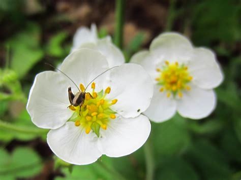 Free Images Nature Blossom White Meadow Flower Petal Insect