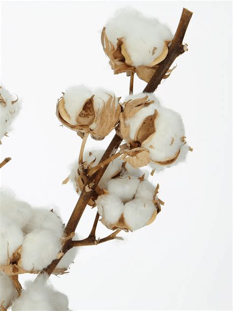 Dried Cotton Stem With 8 Flowers Blosmi Suszone Kwiaty I Trawy Do