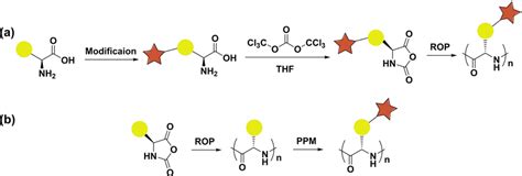 A Polymerization Of Nca Monomers With Modified Sidechain B