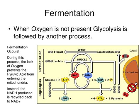 Ppt Cell Respiration Powerpoint Presentation Free Download Id 3563771