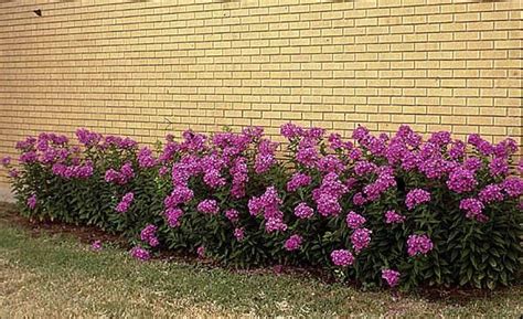 Garden Phlox Laura Fasci Garden