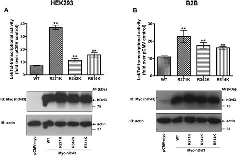 Methylation Deficient Mutants Of Dvl3 Stimulate Leftcf Sensitive