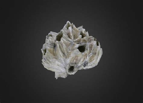Concavus Concavus Barnacles Free 3d Model On