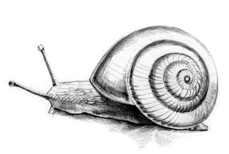How To Draw A Snail With A Pencil Step By Step Drawing Tutorial